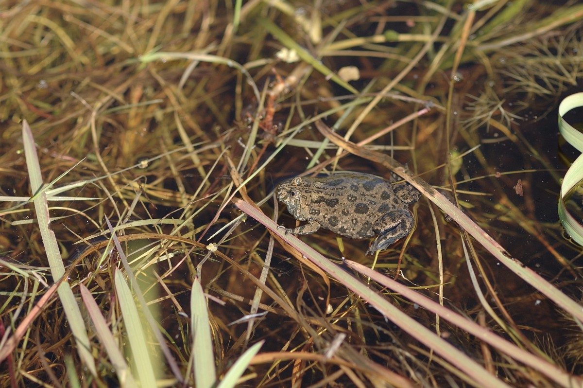 Bombina bombina, Fire-bellied Toad