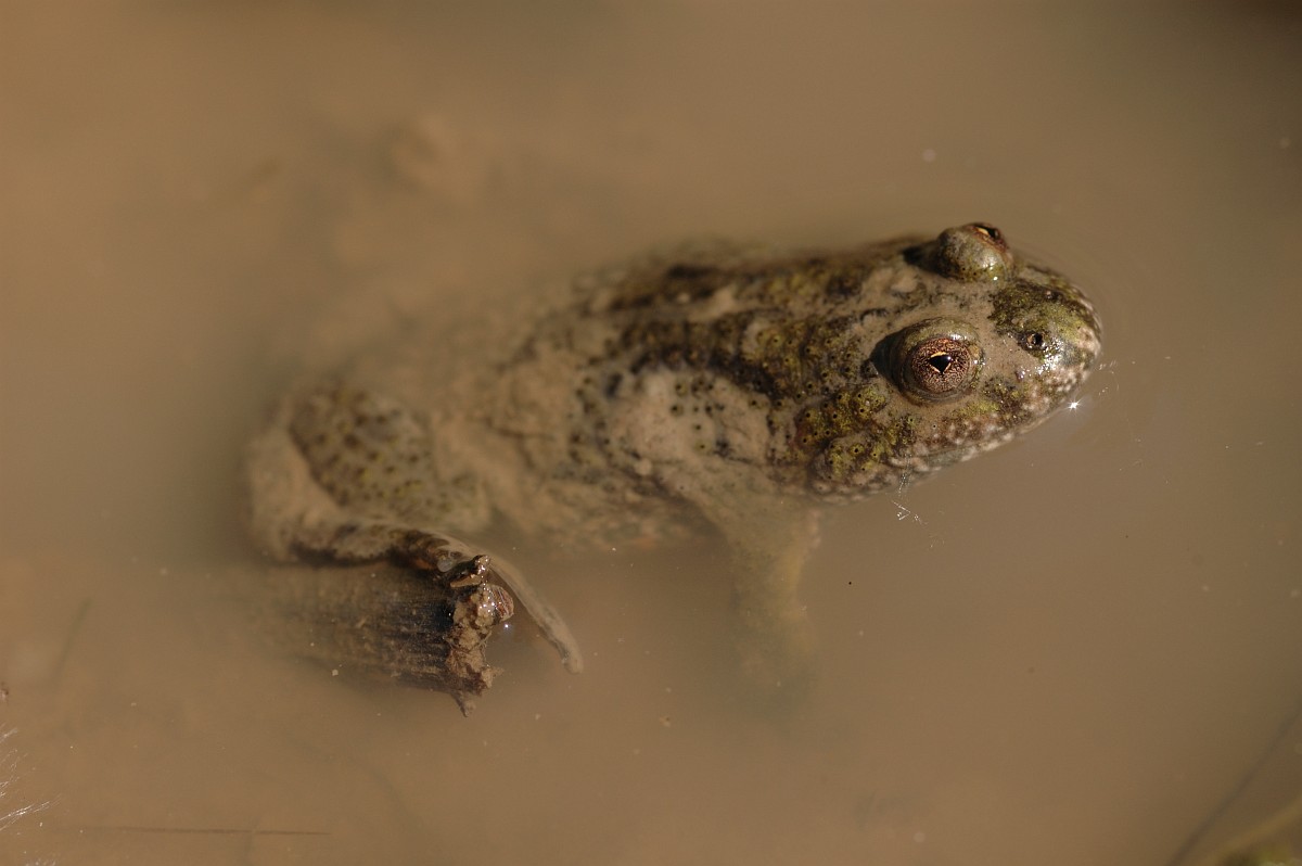 Bombina bombina, Fire-bellied Toad