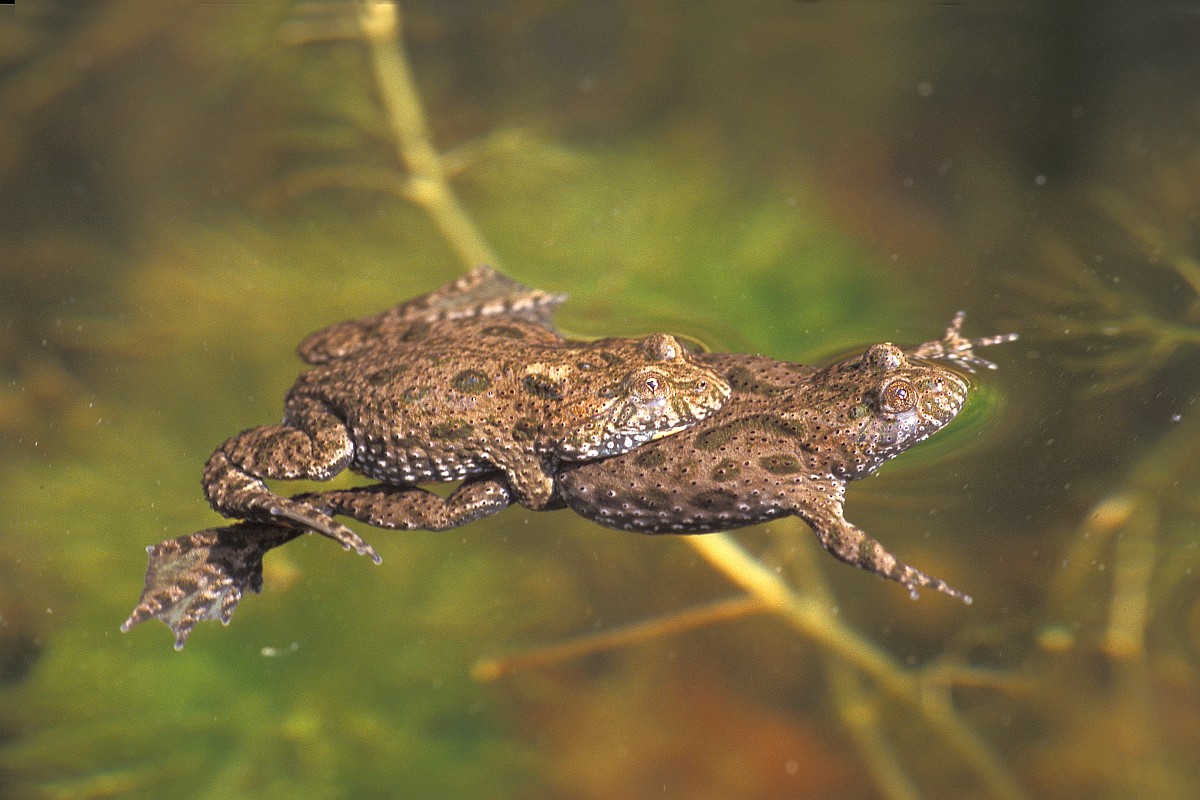 Bombina bombina, Fire-bellied Toad