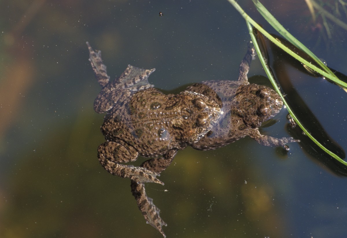 Bombina bombina, Fire-bellied Toad