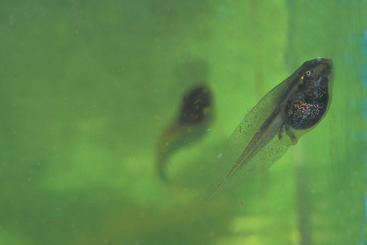 Bombina bombina, Fire-bellied Toad
