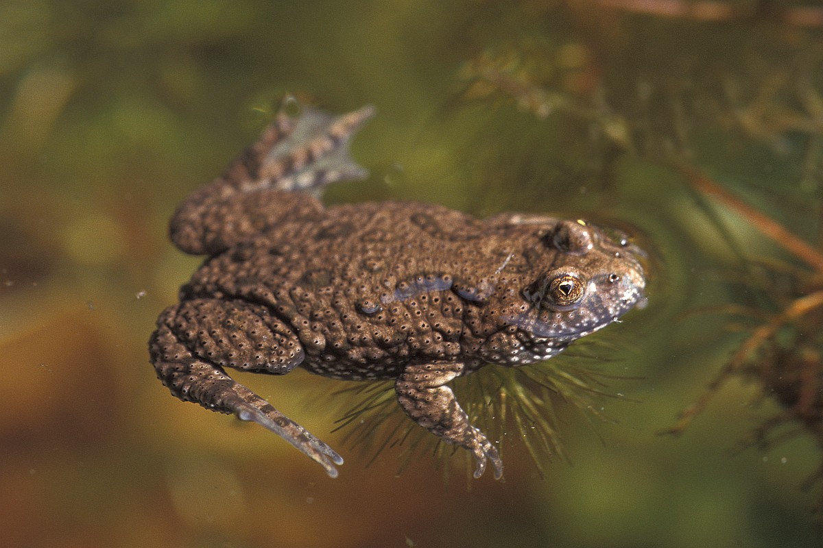 Bombina bombina, Fire-bellied Toad