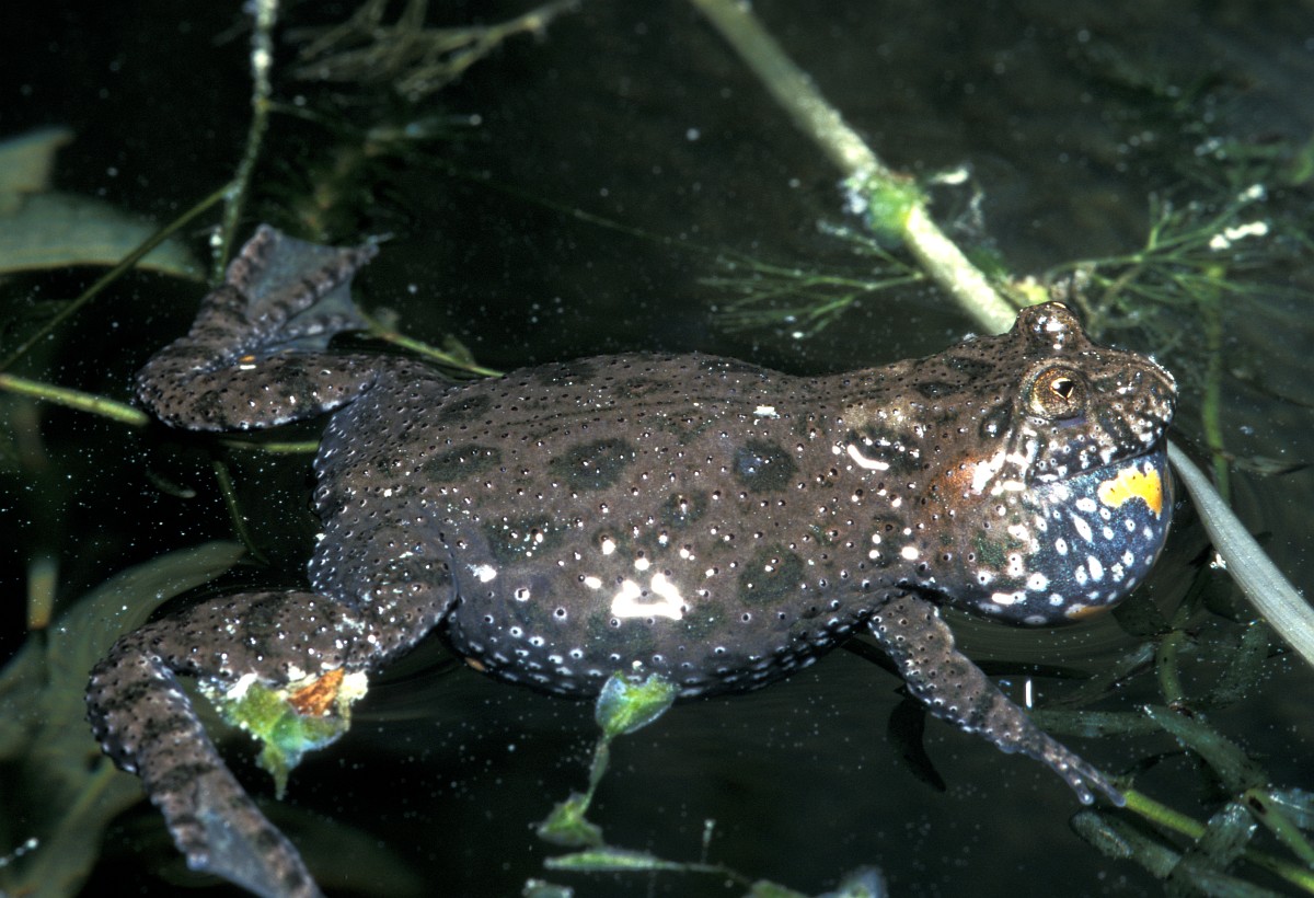 Bombina bombina, Fire-bellied Toad