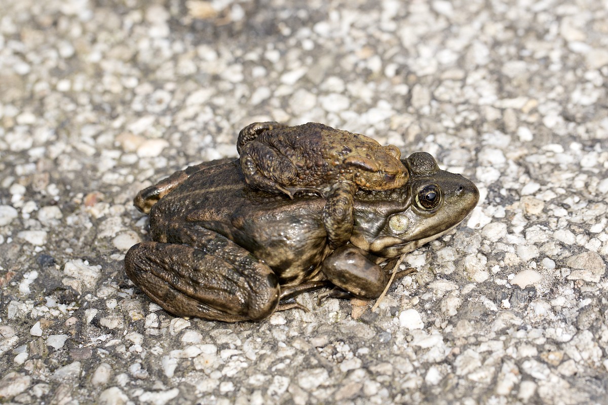 Bufo bufo, Common Toad
