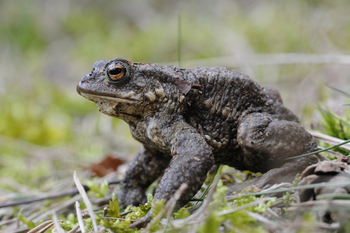 Bufo bufo, Common Toad