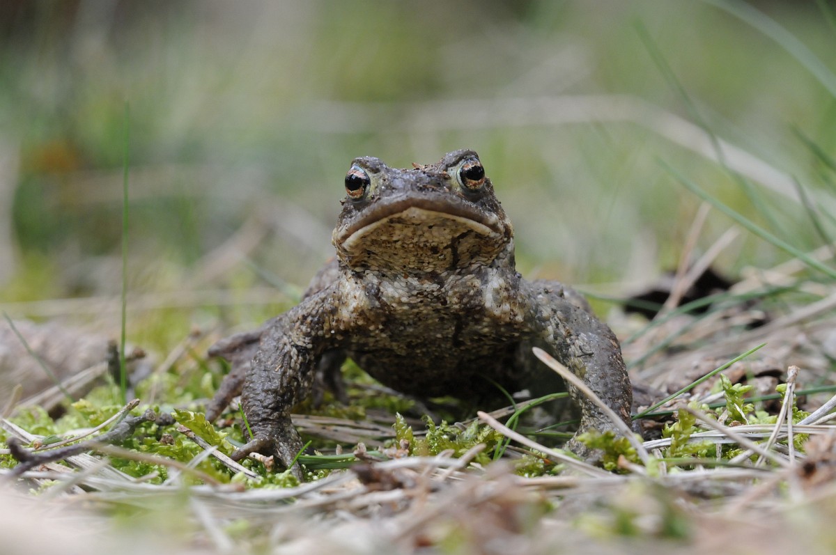 Bufo bufo, Common Toad