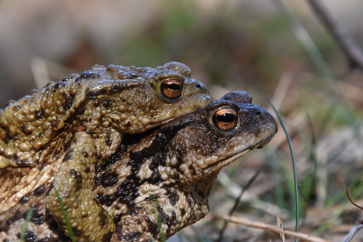 Bufo bufo, Common Toad