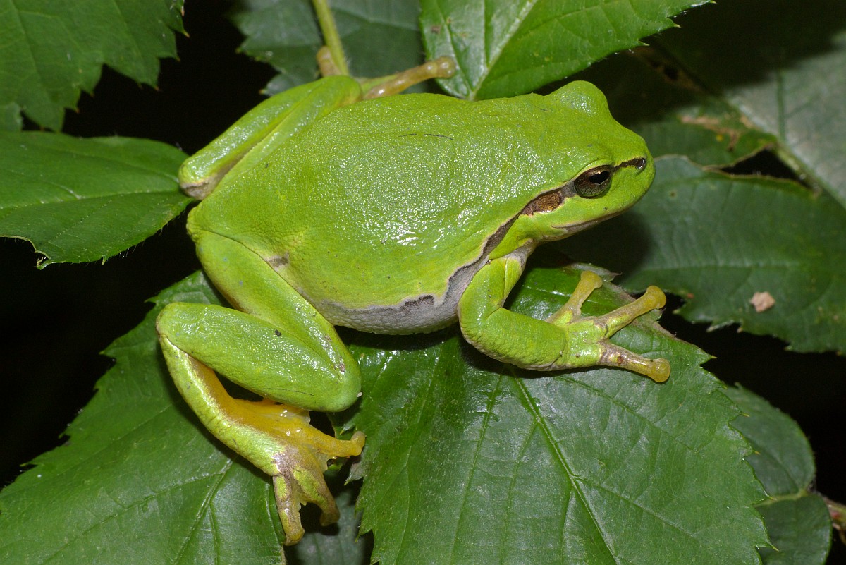 Hyla arborea, Common Tree Frog