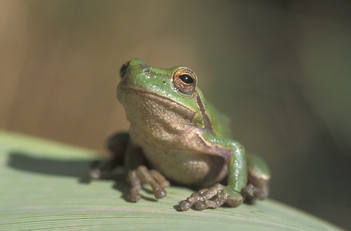 Hyla sarda, Sardinian Tree Frog