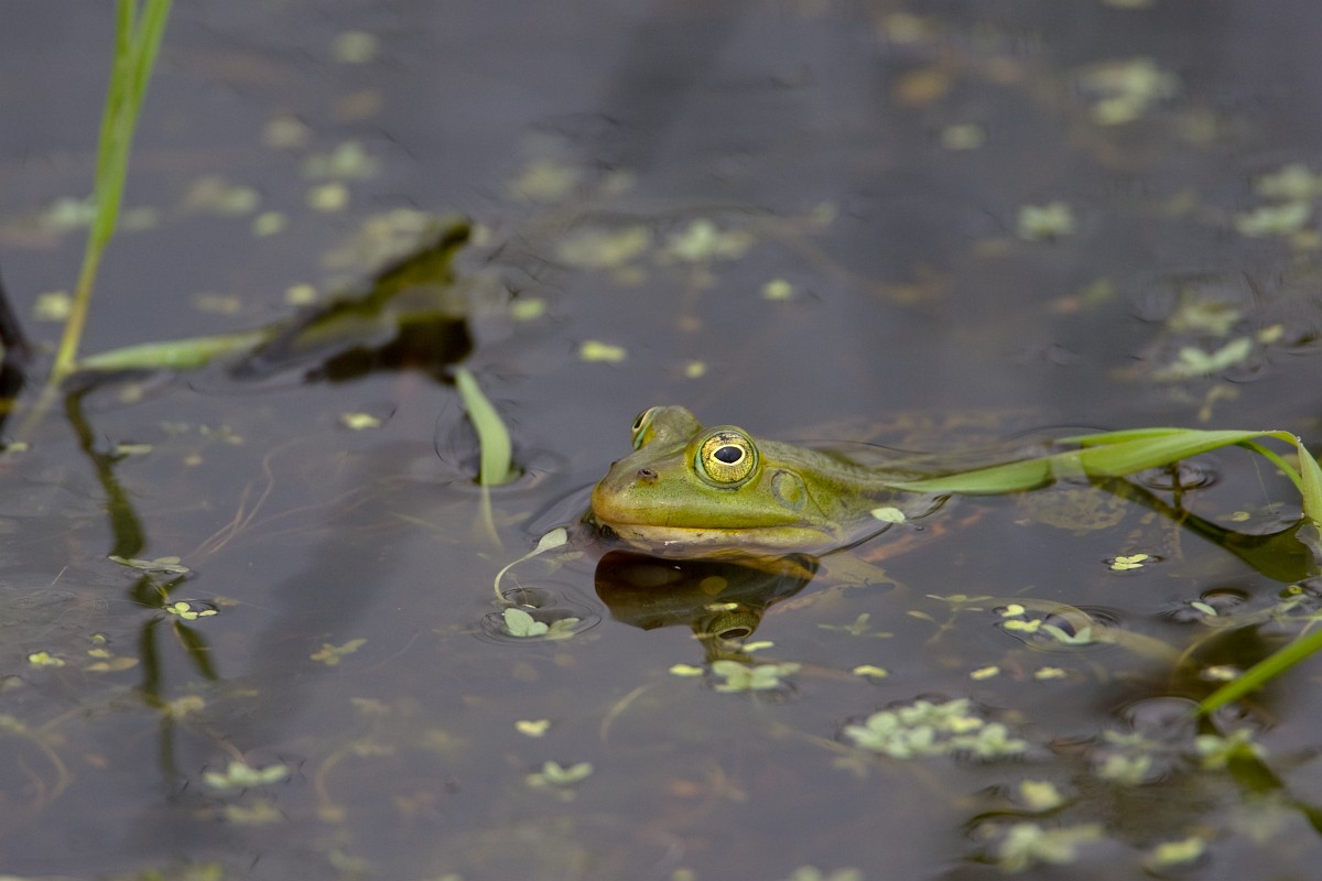 Pelophylax lessonae, Pool Frog