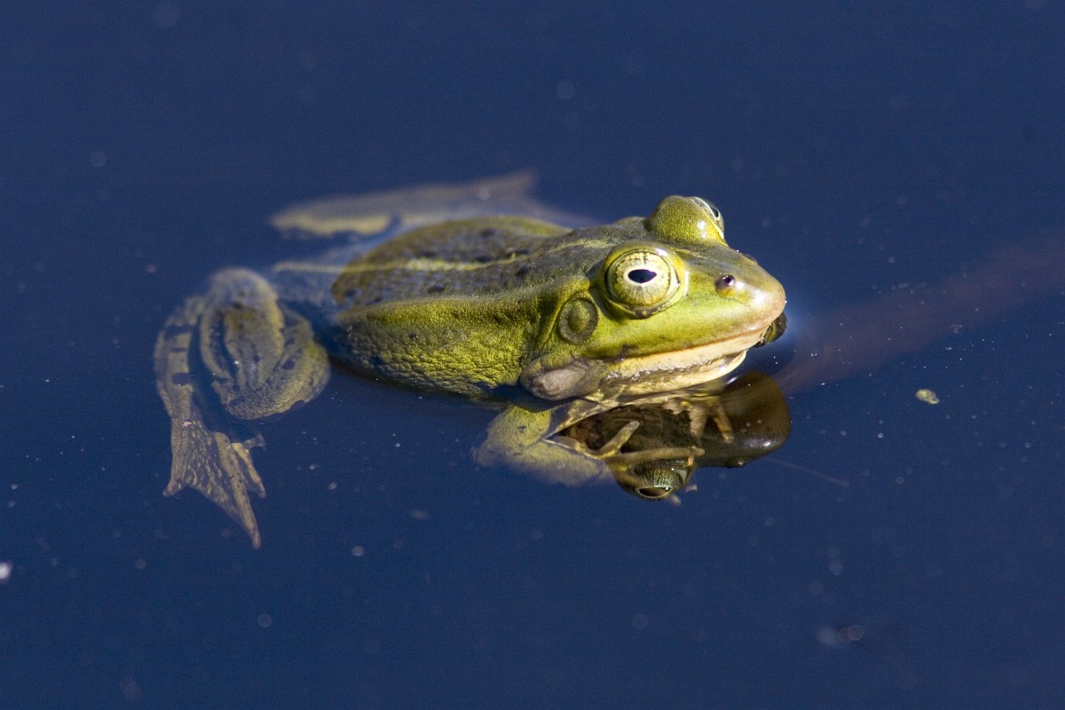 Pelophylax lessonae, Pool Frog