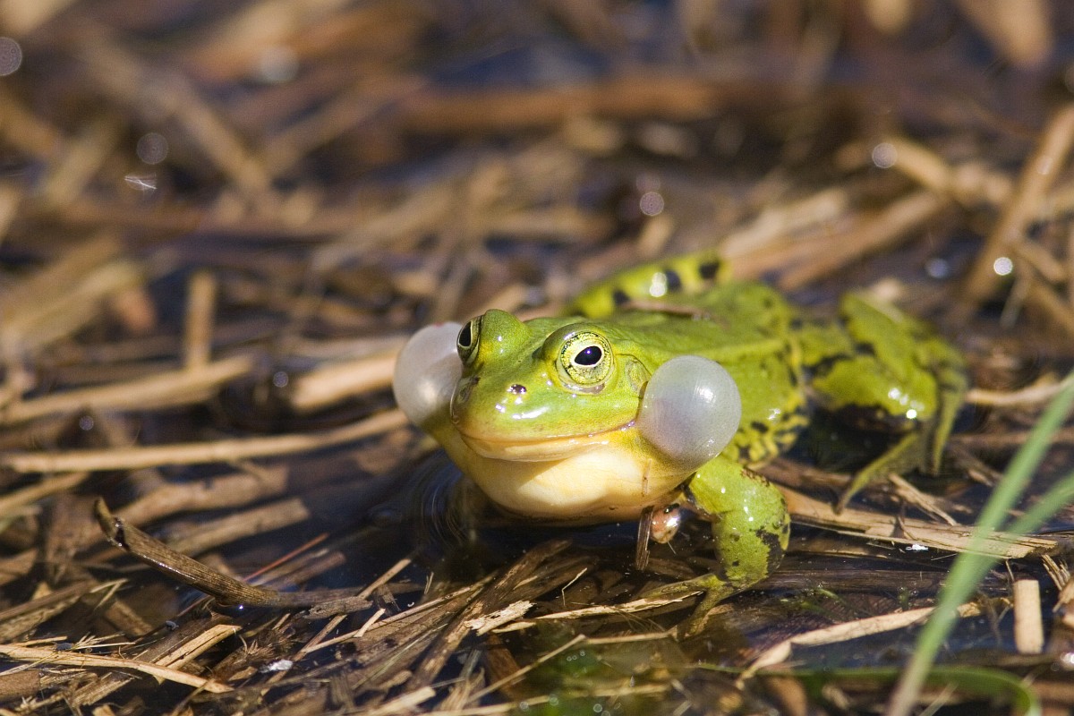 Pelophylax lessonae, Pool Frog