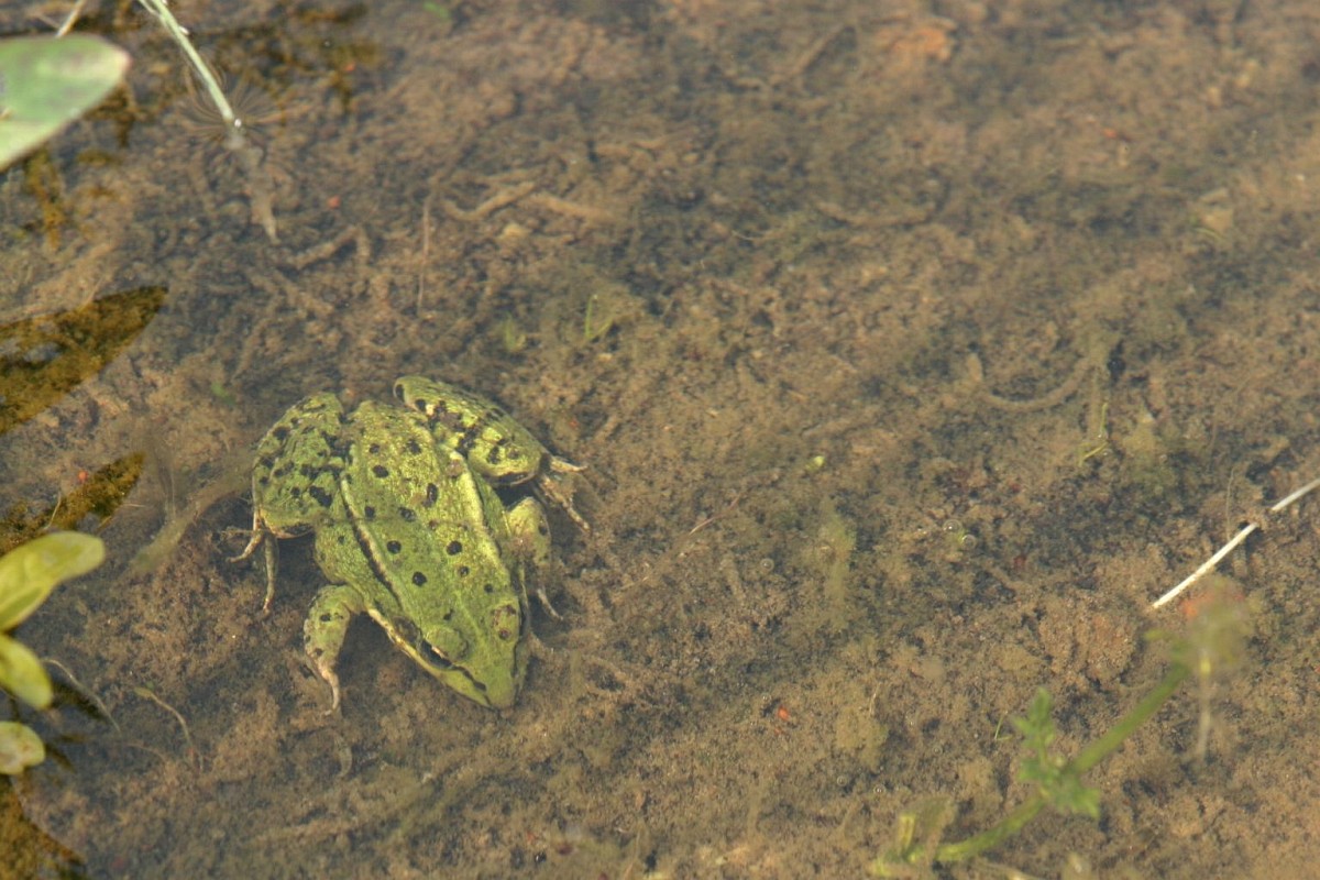Pelophylax lessonae, Pool Frog