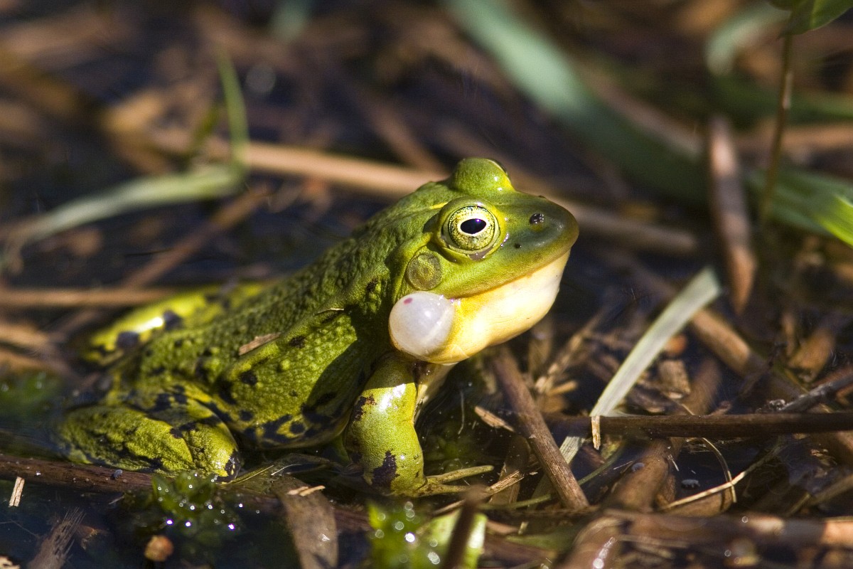 Pelophylax lessonae, Pool Frog