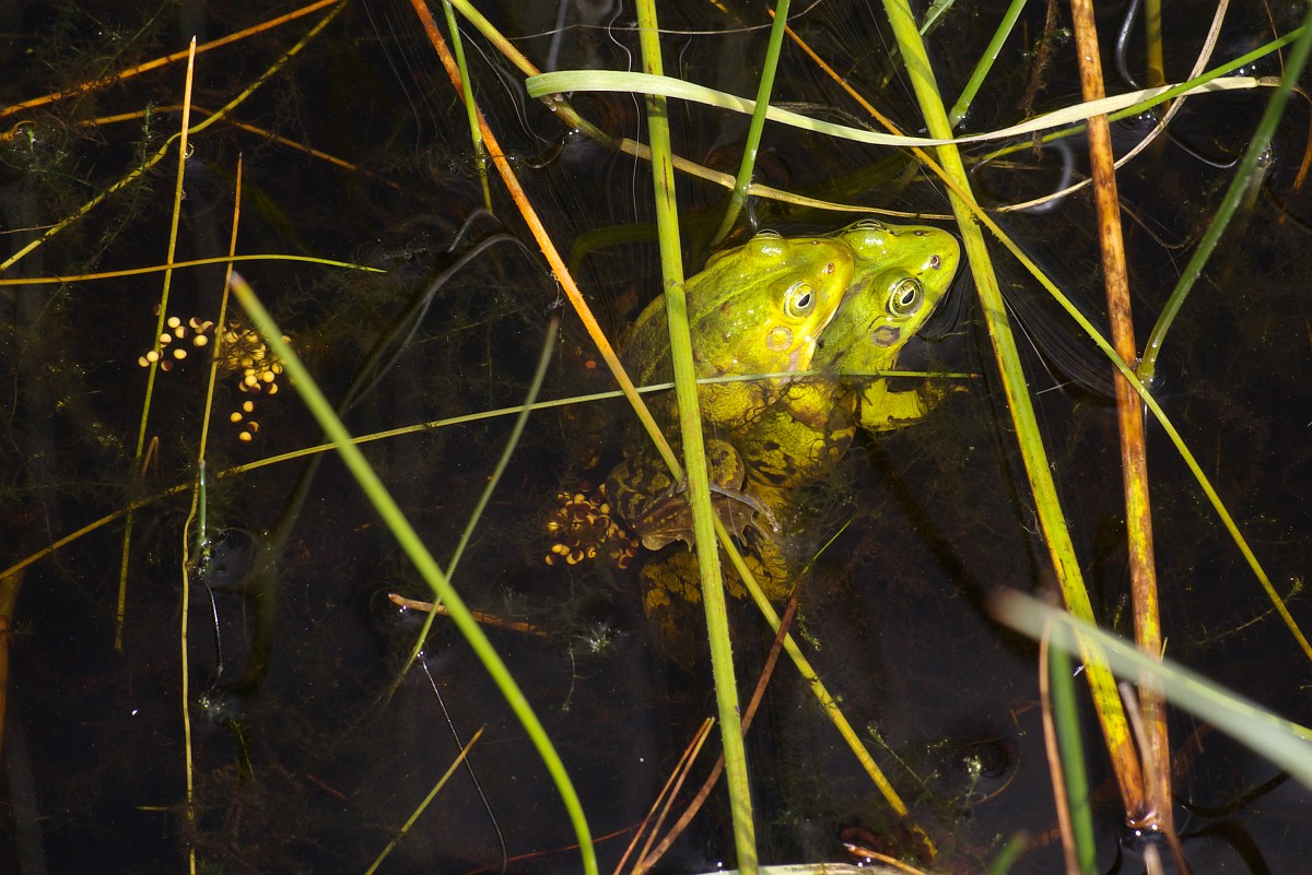 Pelophylax lessonae, Pool Frog