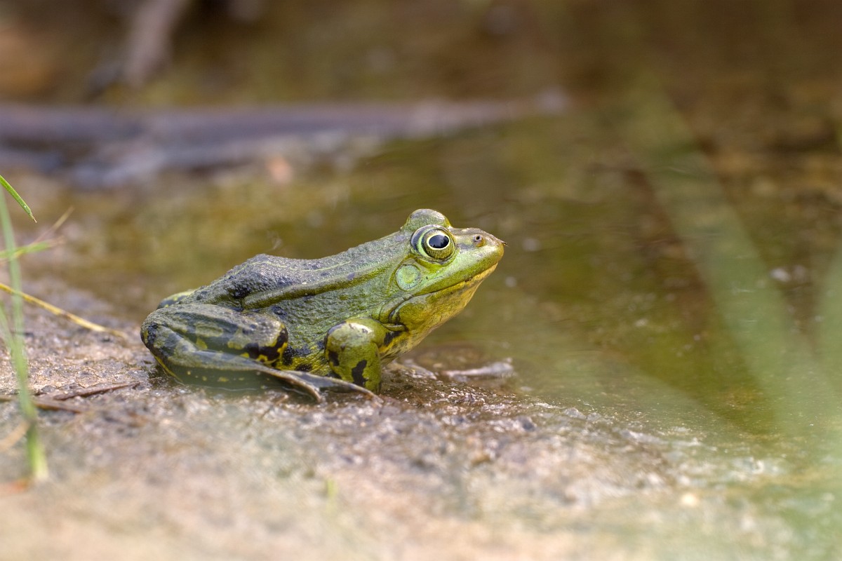 Pelophylax lessonae, Pool Frog