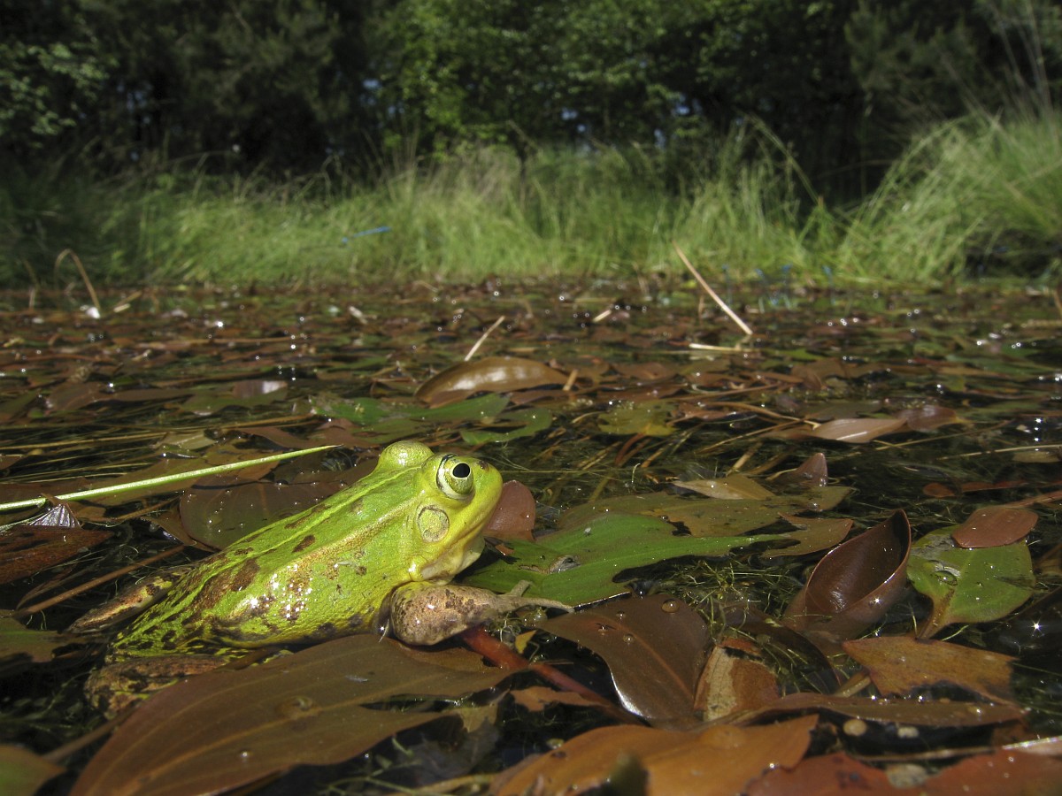 Pelophylax lessonae, Pool Frog