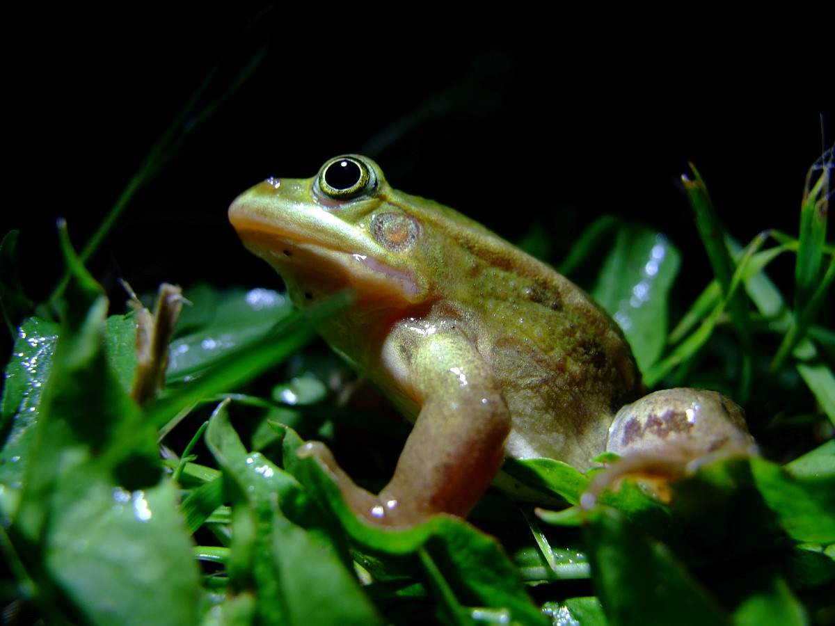 Pelophylax lessonae, Pool Frog