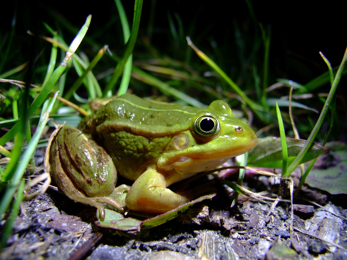 Pelophylax lessonae, Pool Frog