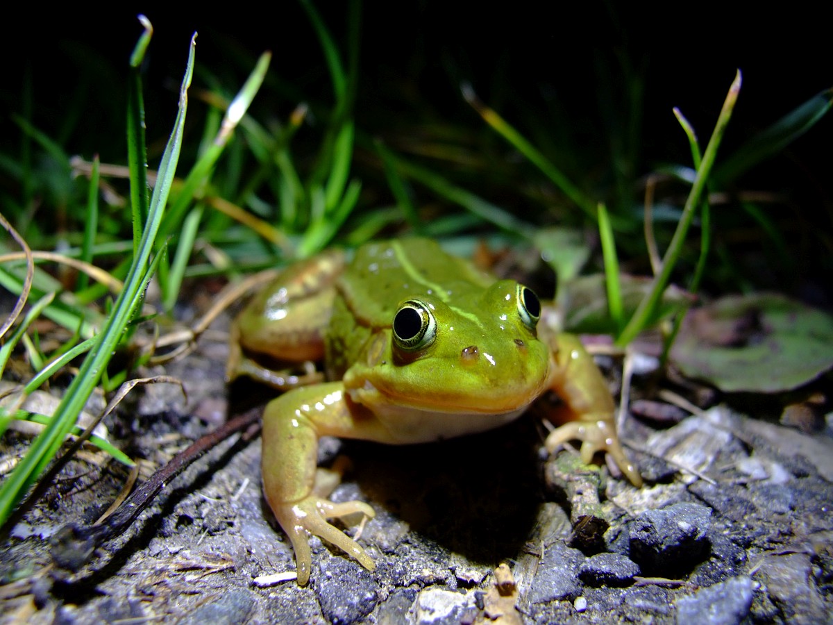 Pelophylax lessonae, Pool Frog