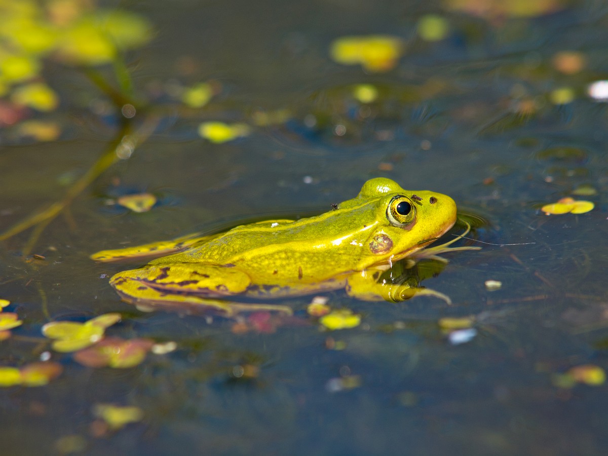 Pelophylax lessonae, Pool Frog