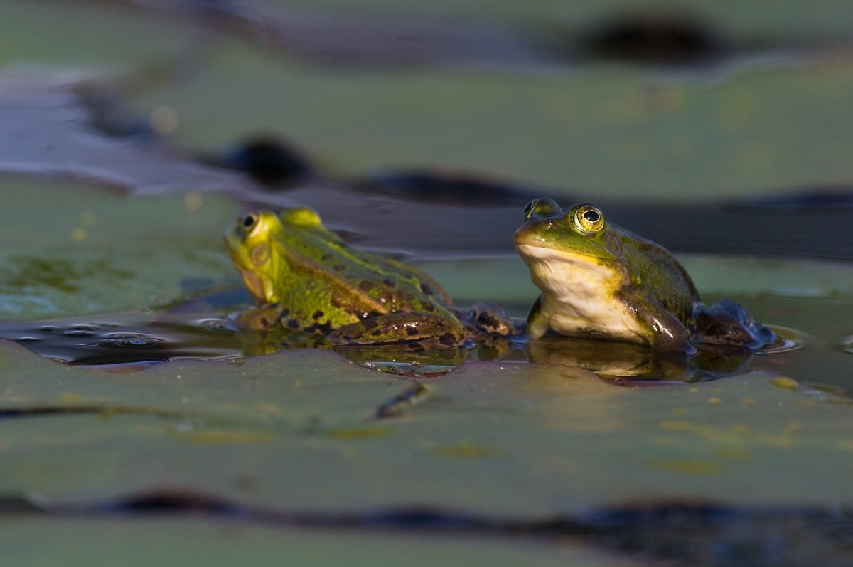 Pelophylax lessonae, Pool Frog