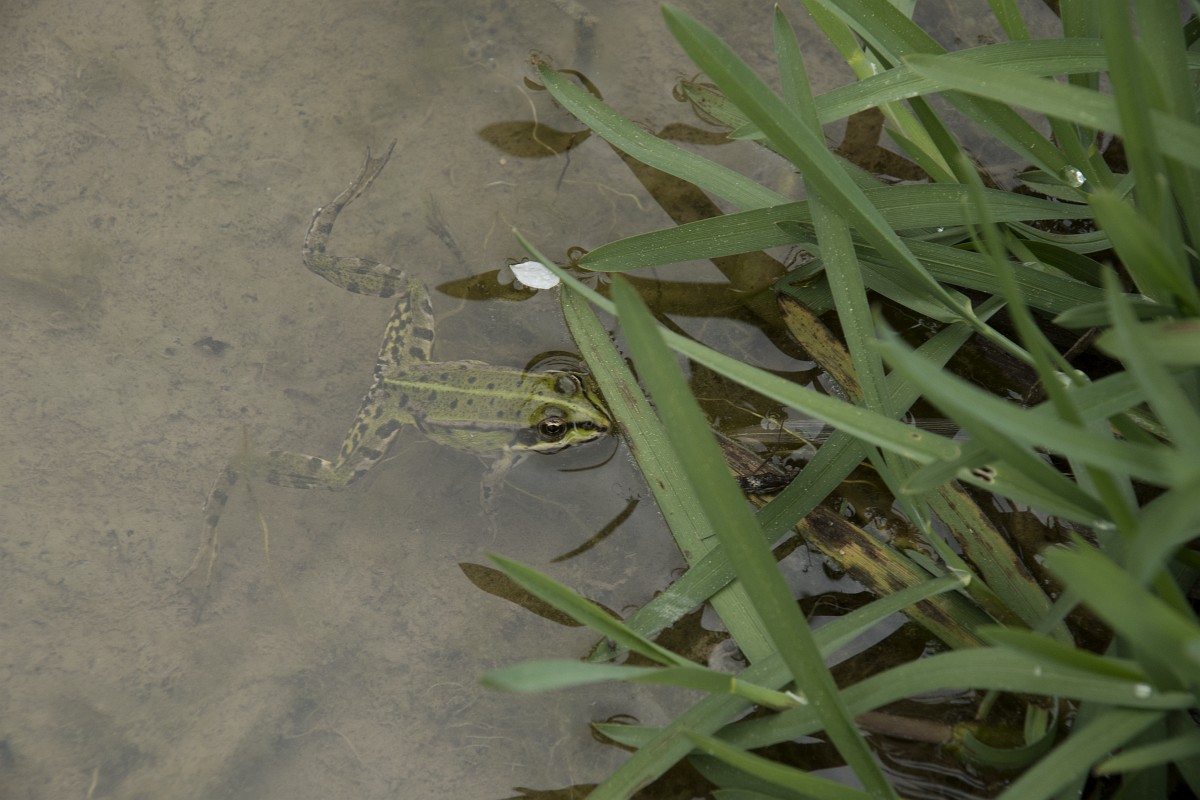 Pelophylax lessonae, Pool Frog
