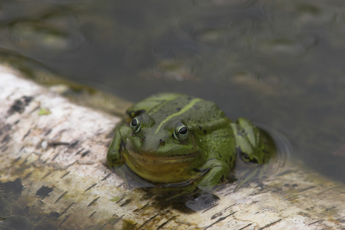 Pelophylax lessonae, Pool Frog