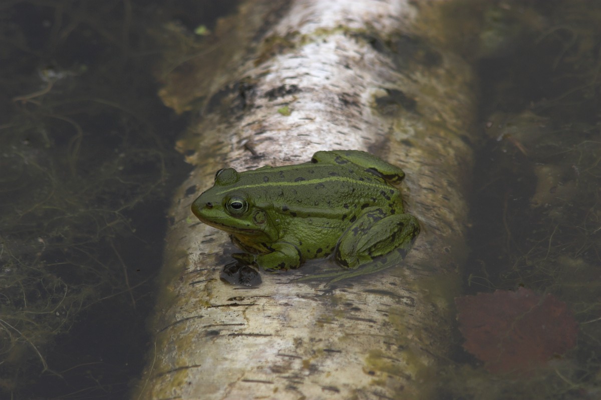Pelophylax lessonae, Pool Frog
