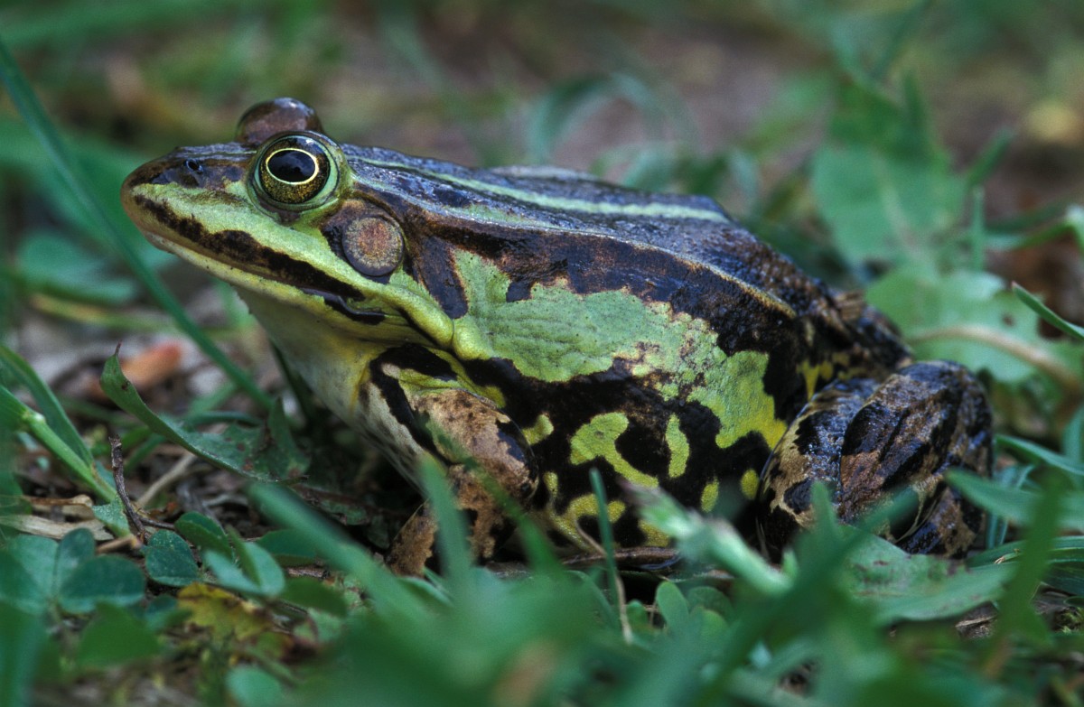Pelophylax lessonae, Pool Frog