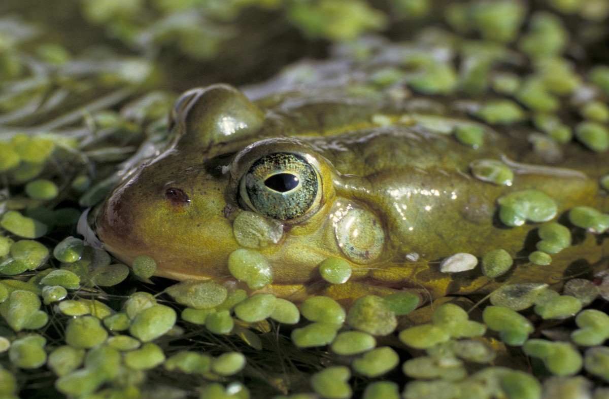 Pelophylax lessonae, Pool Frog