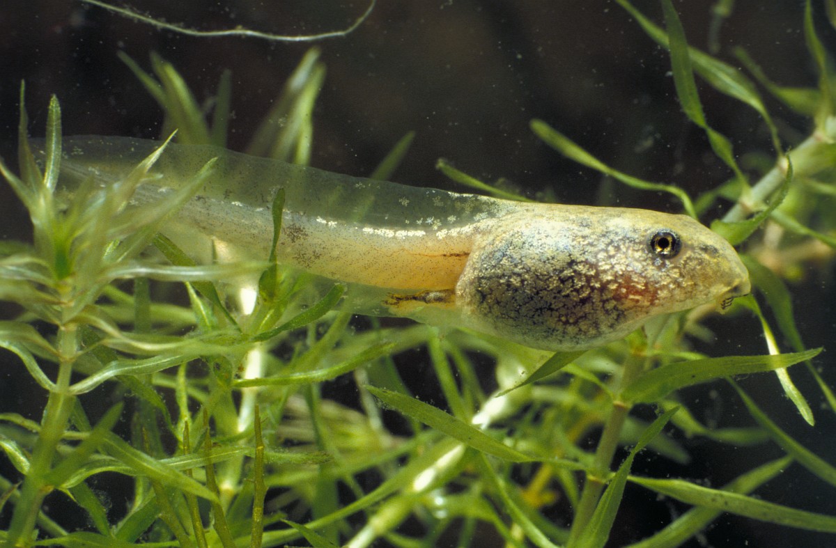 Rana arvalis, Moor Frog