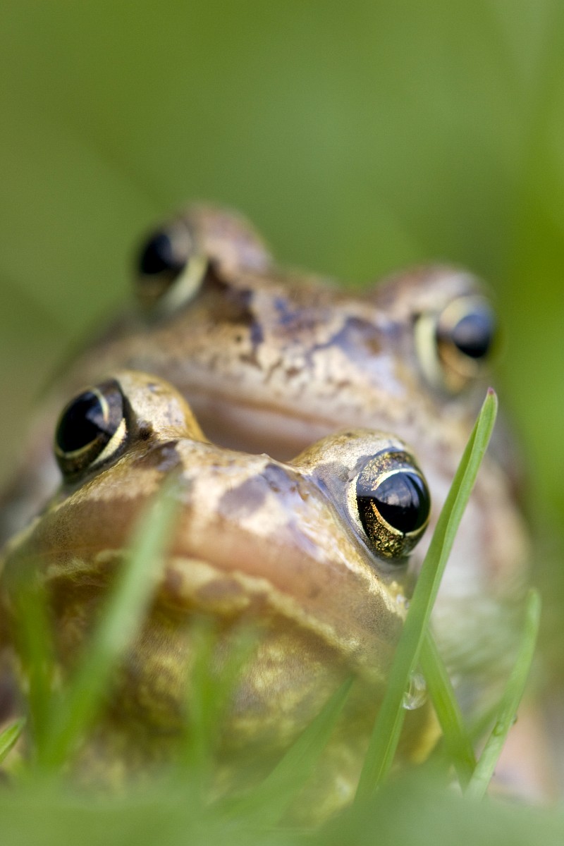 Rana temporaria, Common or Grass Frog