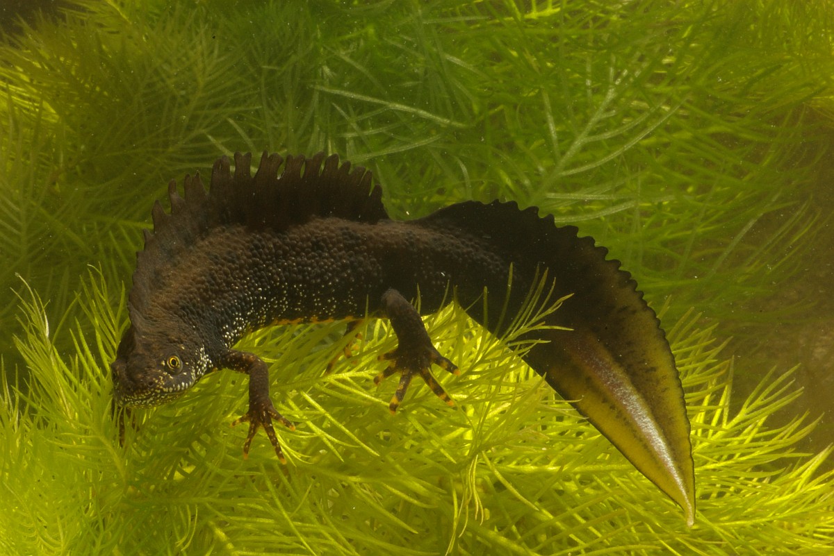 Triturus cristatus, Warty Newt