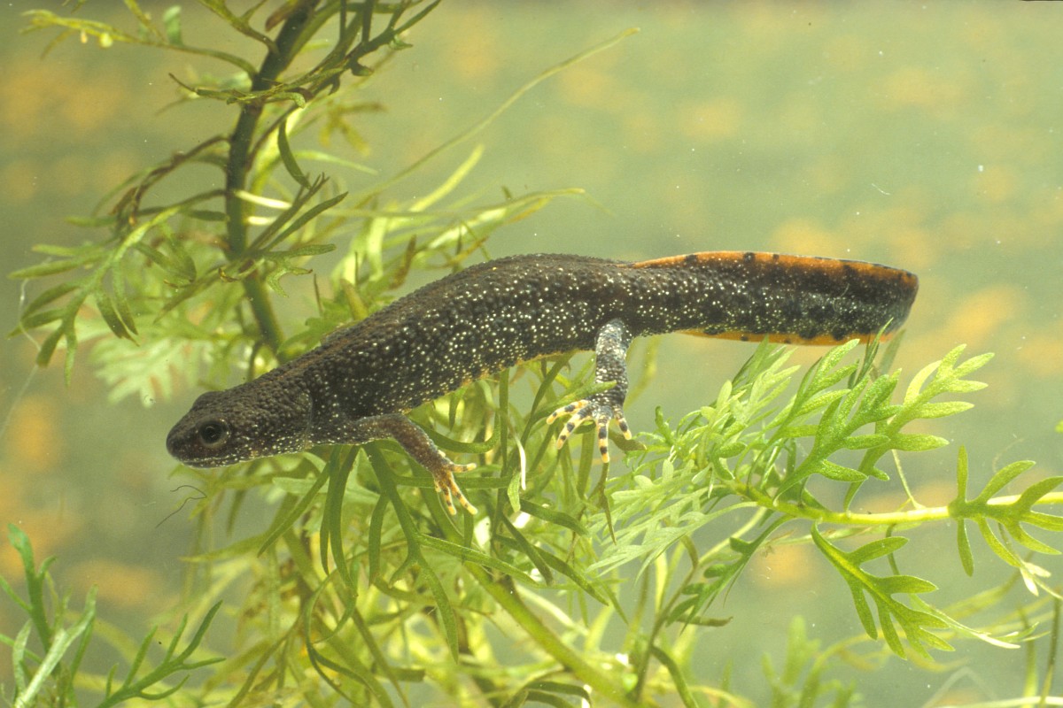 Triturus cristatus, Warty Newt