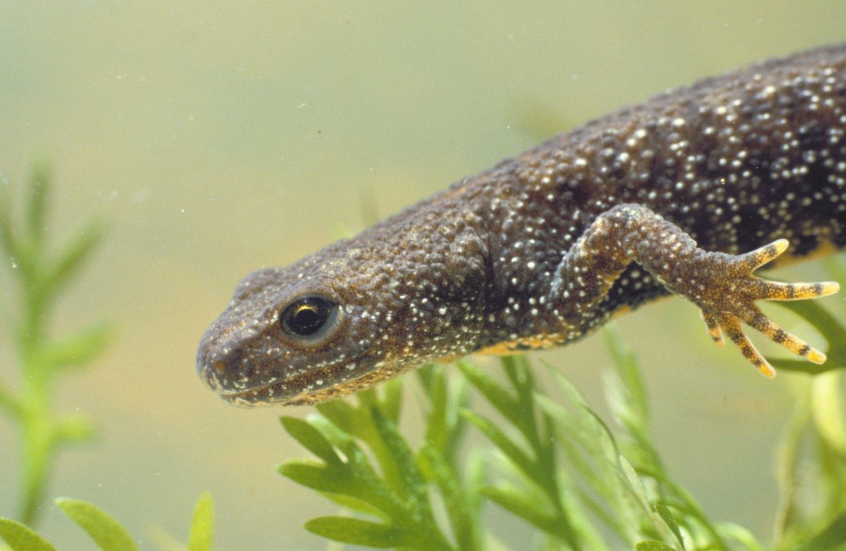 Triturus cristatus, Warty Newt