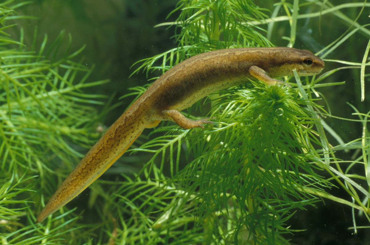 Triturus helveticus, Palmate Newt