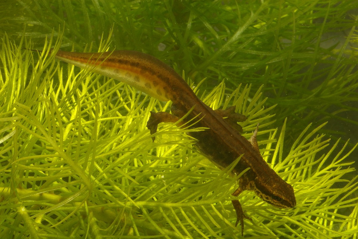 Triturus helveticus, Palmate Newt