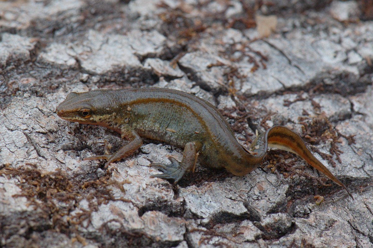 Triturus helveticus, Palmate Newt