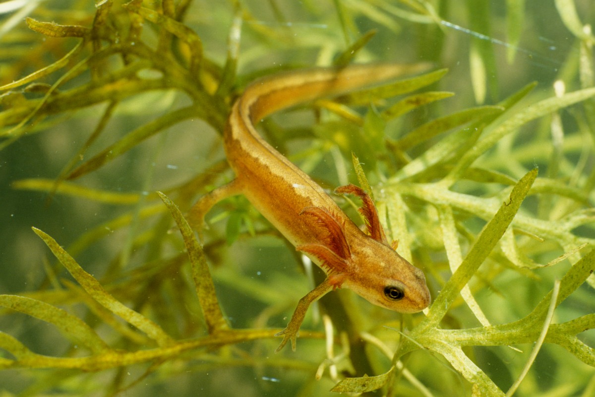 Triturus helveticus, Palmate Newt