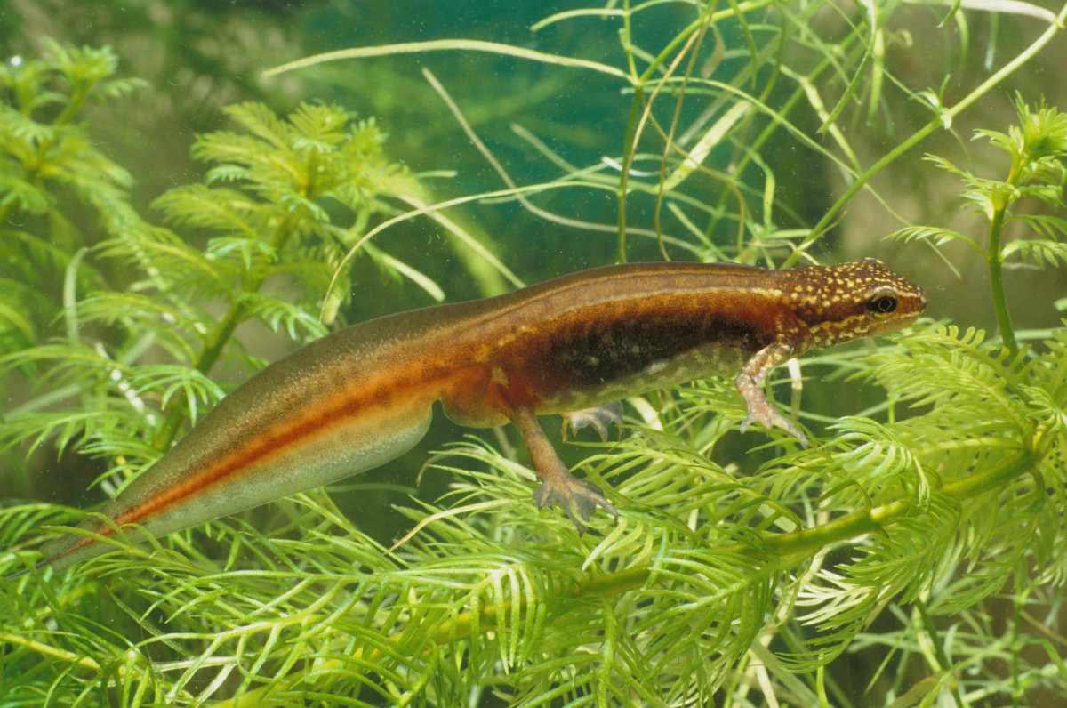 Triturus helveticus, Palmate Newt