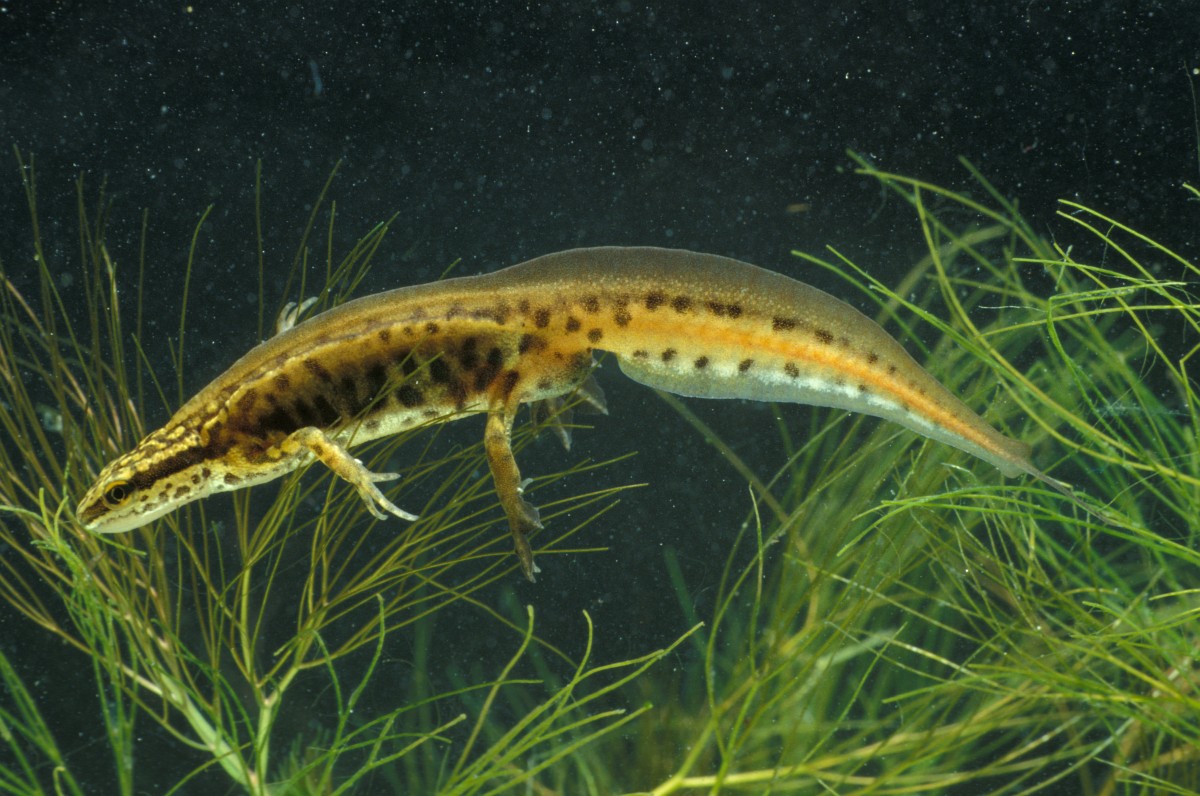 Triturus helveticus, Palmate Newt