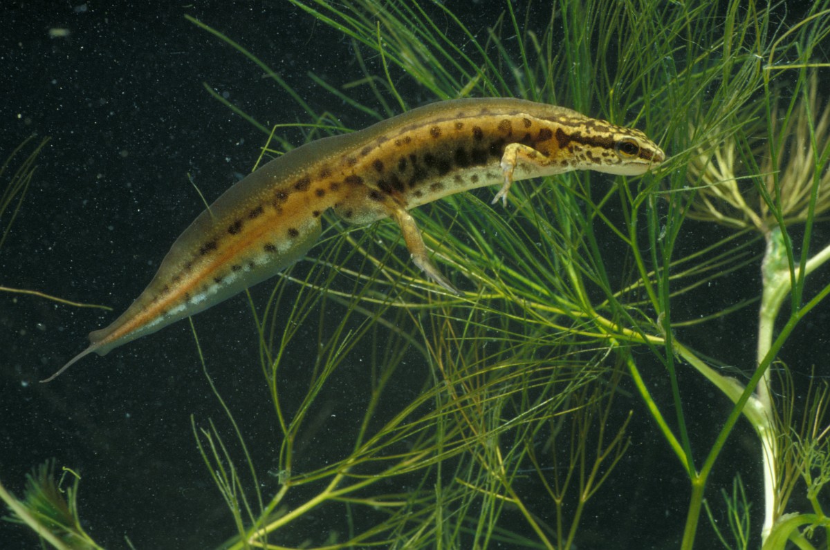 Triturus helveticus, Palmate Newt
