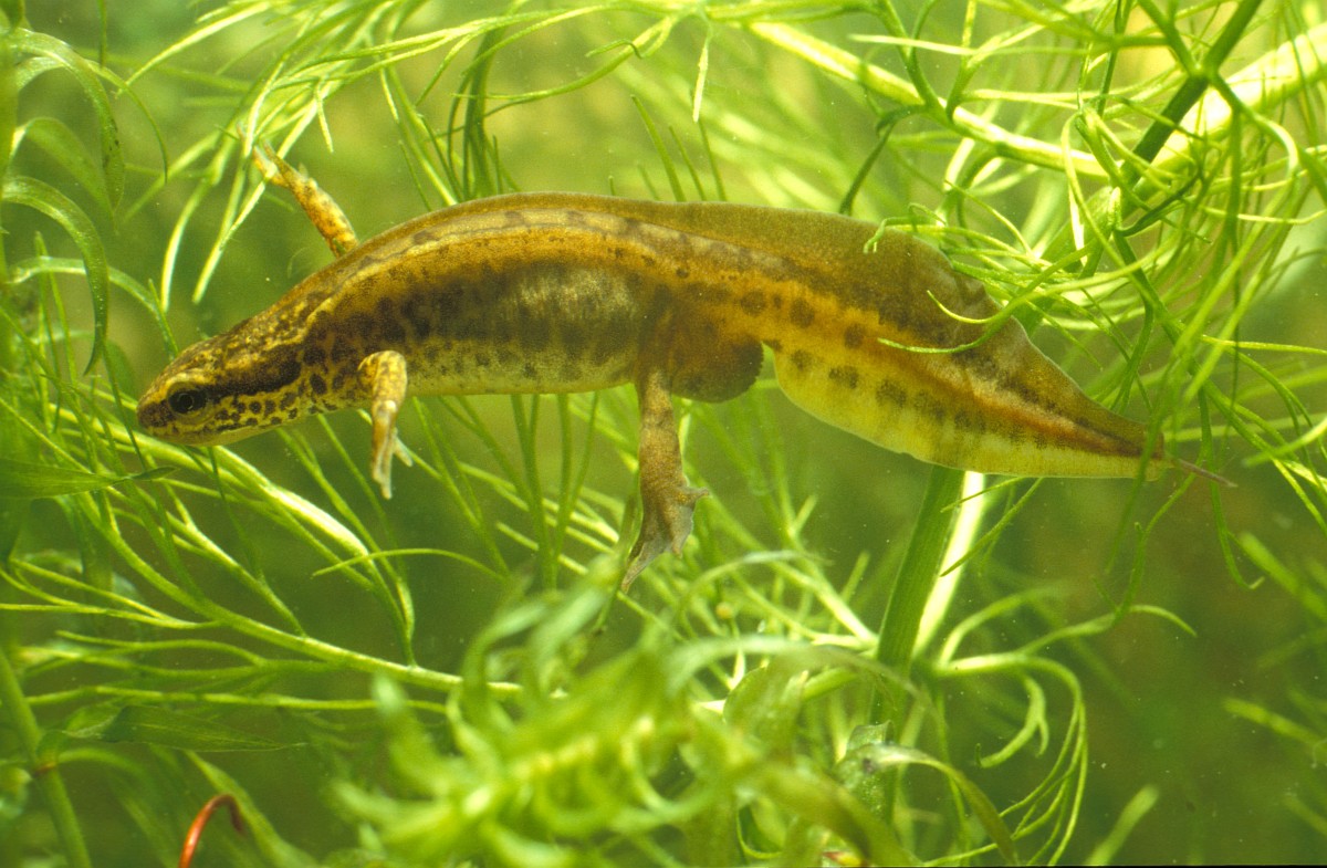 Triturus helveticus, Palmate Newt