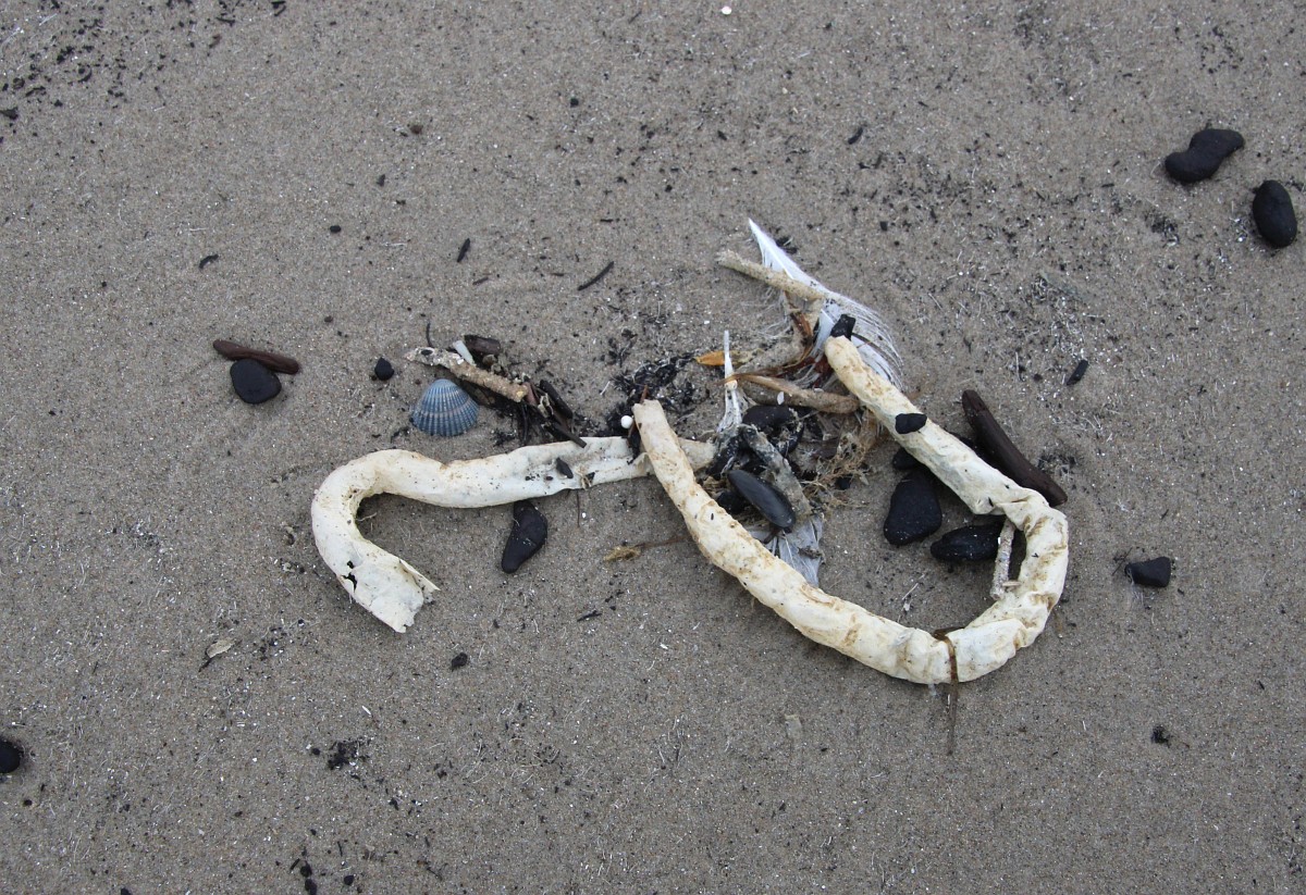 Chaetopterus variopedatus, Parchment Worm