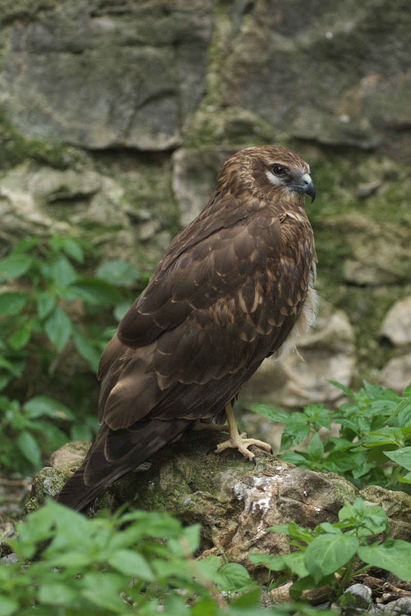 Circus pygargus, Montagu's Harrier