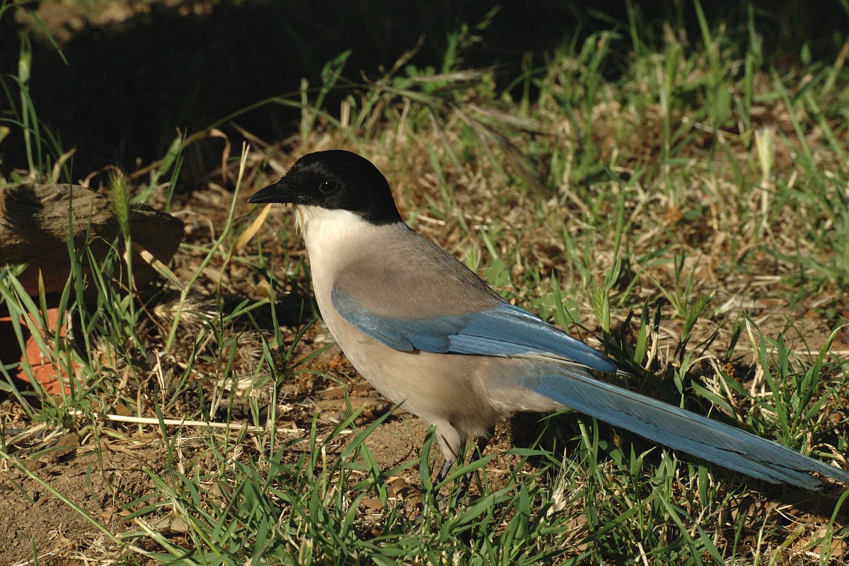Cyanopica cyanus, Azure-winged Magpie