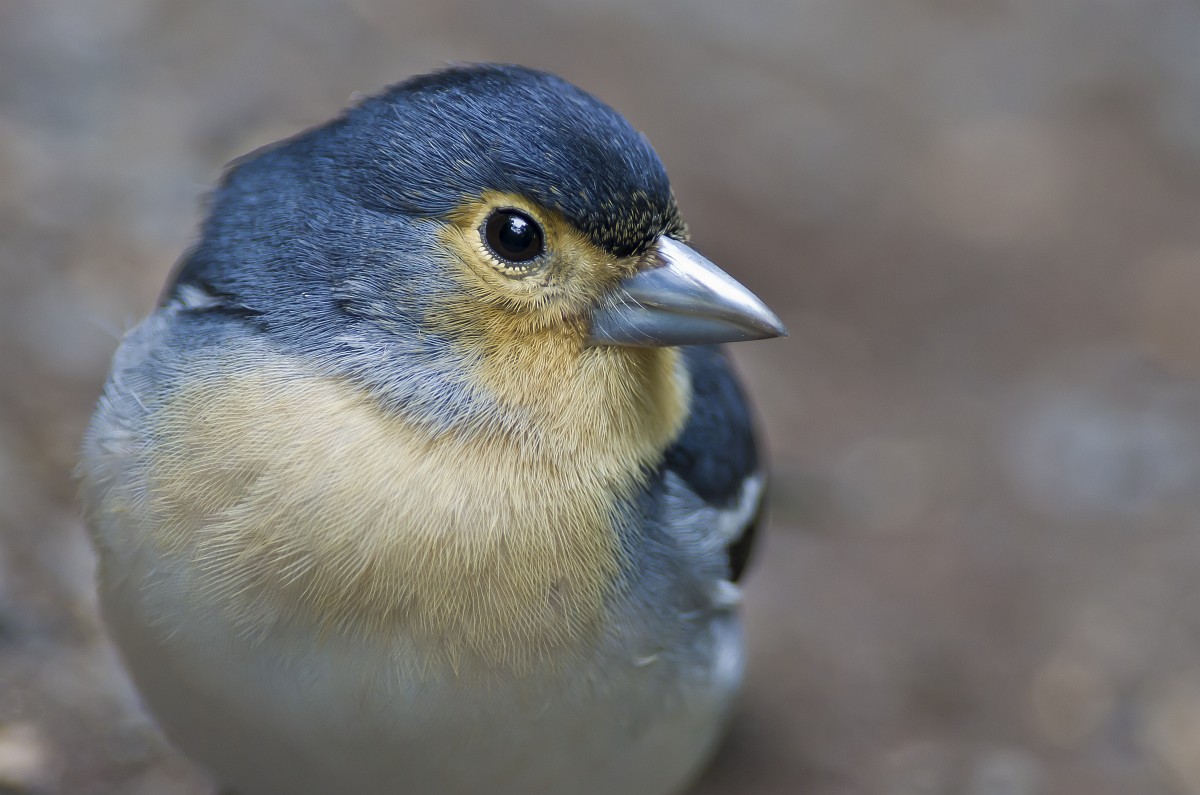 Fringilla coelebs, Chaffinch
