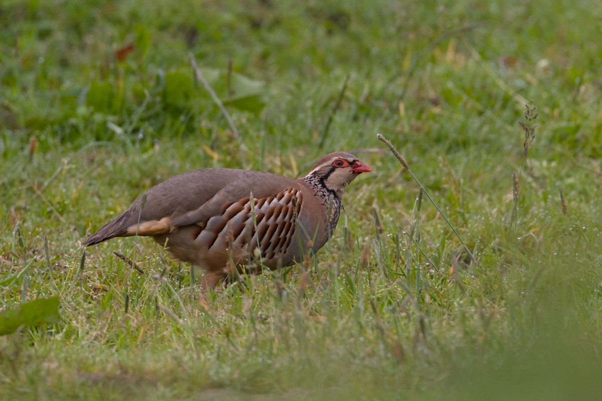 Alectoris rufa, Redlegged Partridge