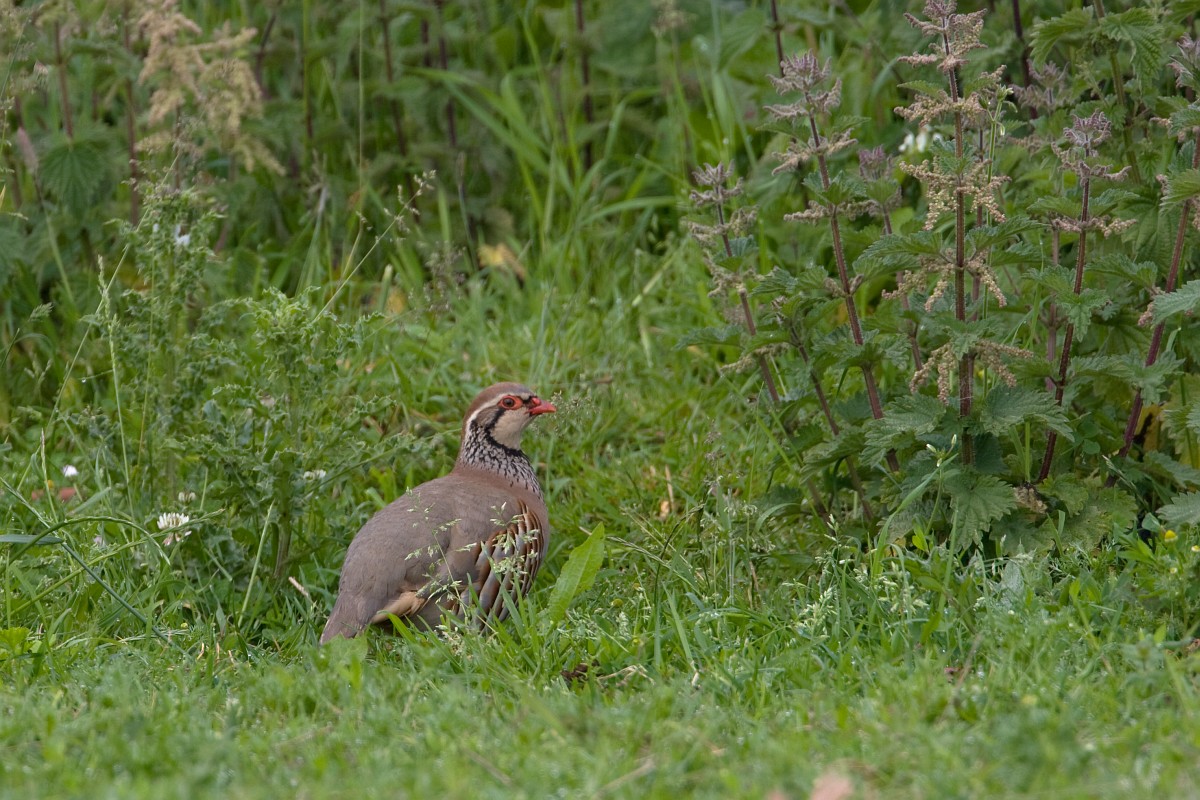 Alectoris rufa, Redlegged Partridge